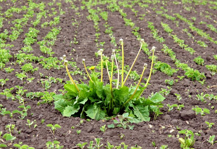 Georgian Technical University Autonomous Weed Control Via Smart Robots ...